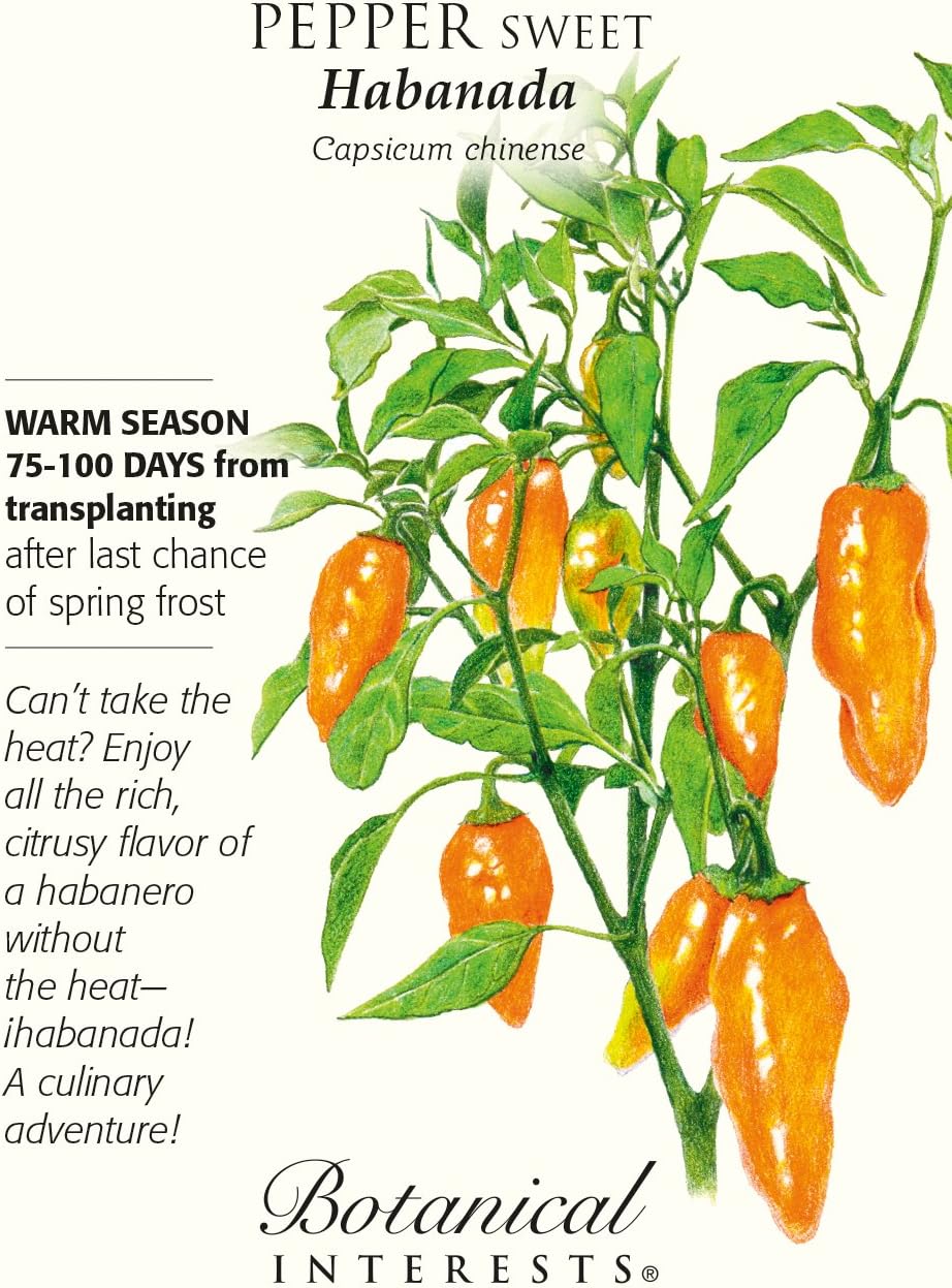 Habanada dolce Pepper - 10 Semi: Seeds: Only Seeds: Amazon.es: Jardín