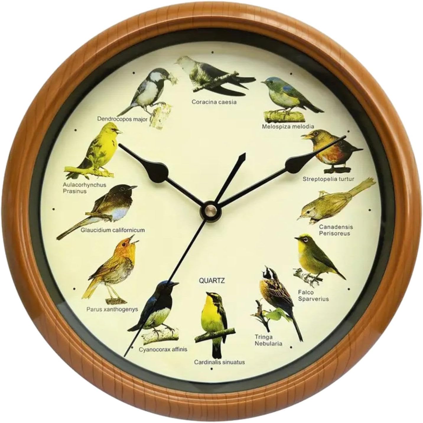 Sing Bird Wall Clock with Second Hand Quiet Bird Clock with Sound for ...
