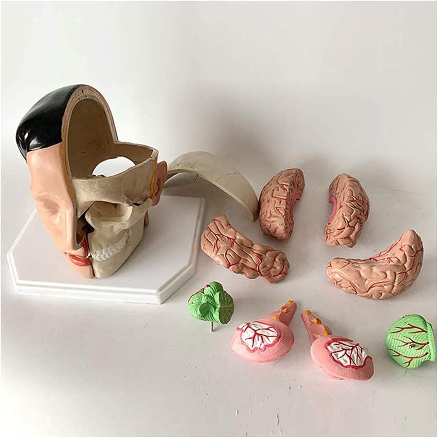 VERIMP Half of The Head Anatomy Brain Anatomy Face Dominica | Ubuy