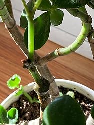 Amazon.com : Kiyonal New Bonsai Pruning Cutting Paste 100g Made in ...