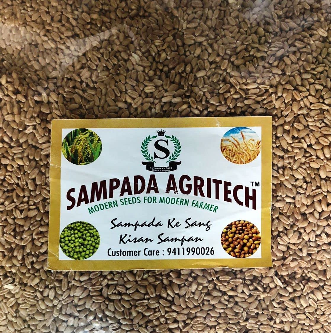 Sampada Agritech | Brown Wheat Seeds | Hi 8759 Wheat Seeds Seeds for ...
