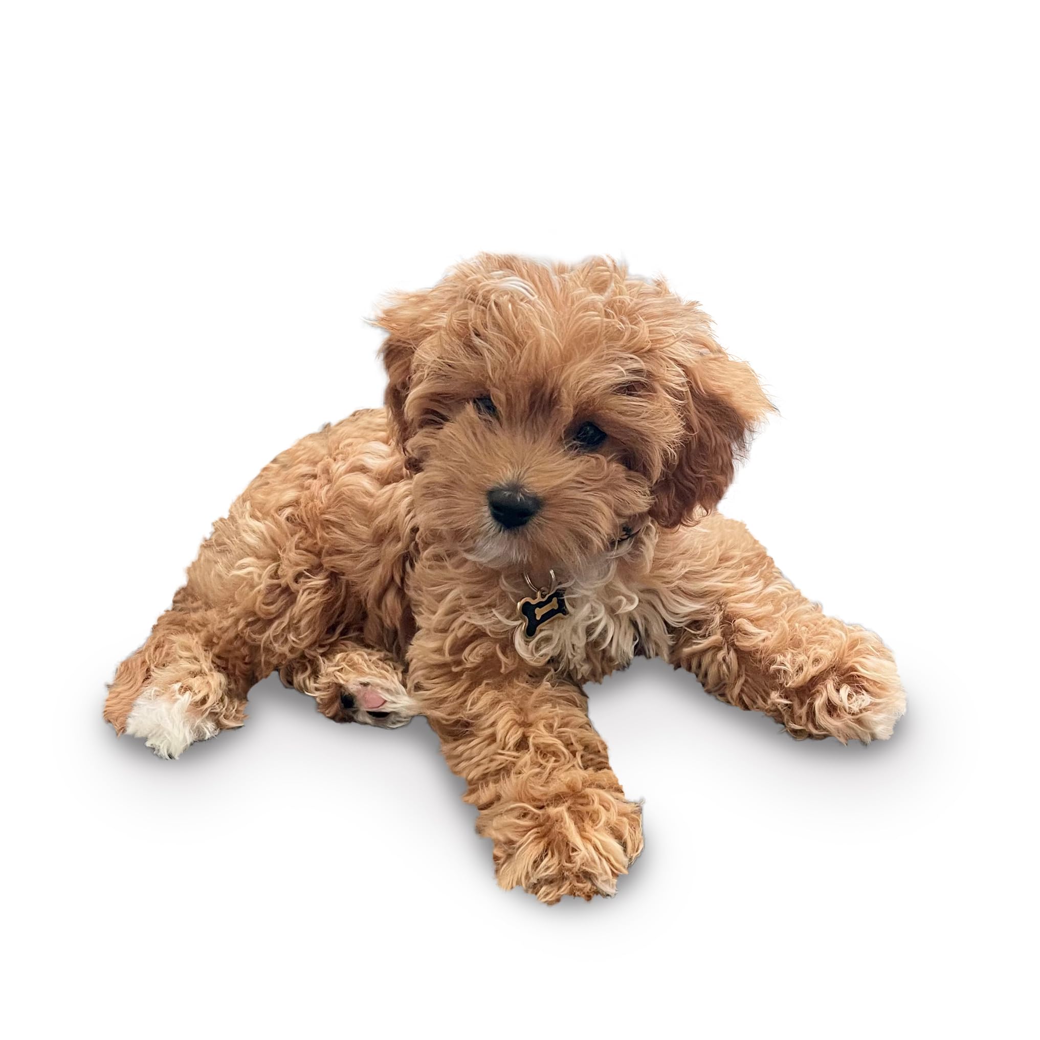 Snapklik.com : Nostalgia MyMini Dog Treats Maker For Homemade Puppy Treats