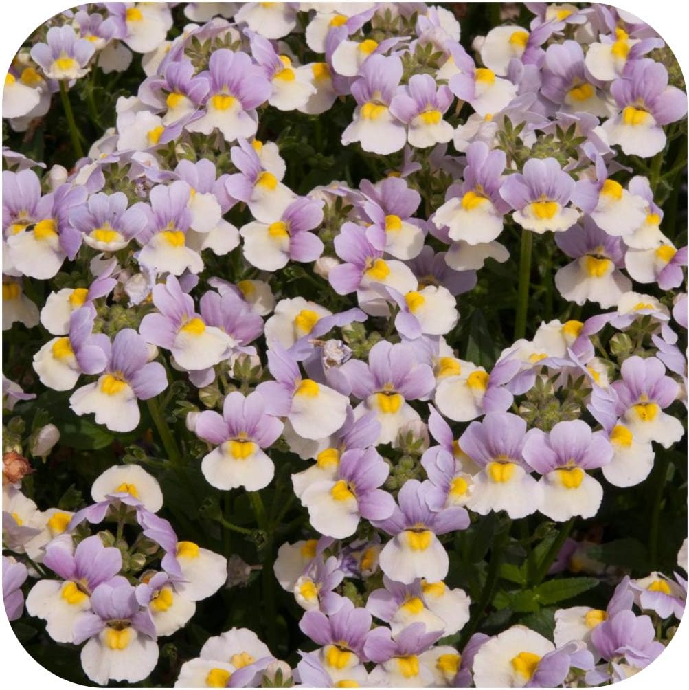 Nemesia 'Easter Bonnet' Cutting Raised Basket Plug Plants x 5 Scented ...