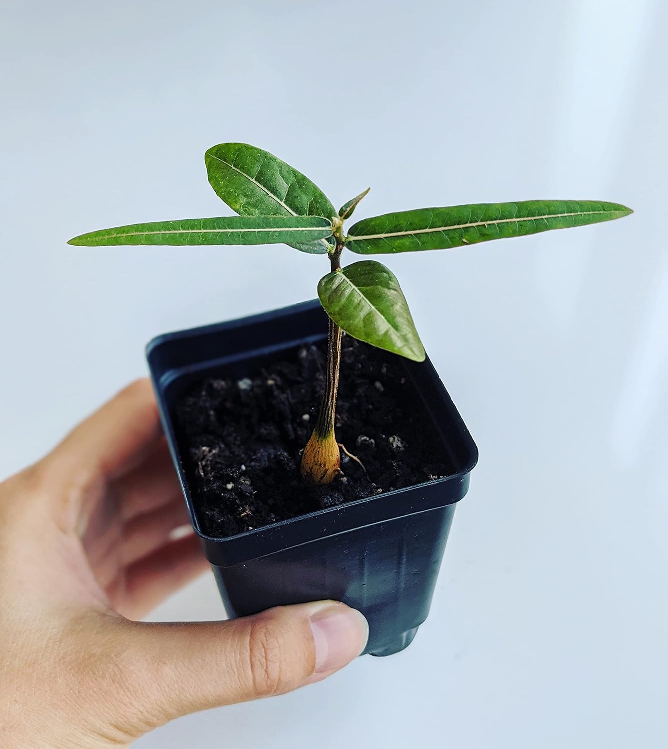 Amazon.com : Bonsai Tree Starter Seedling Live Caudex Plant ...