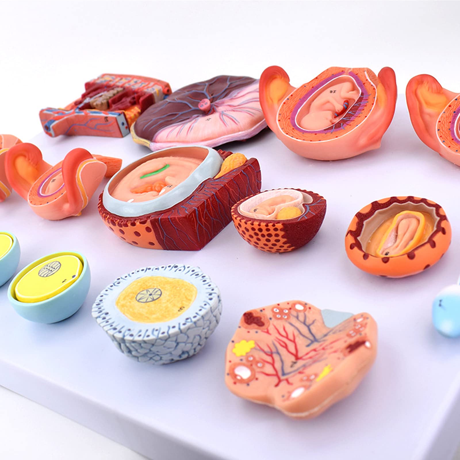 246 Fertilization And Early Embryonic Development Behind The Paper: