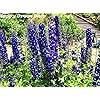 Delphinium Pacific giant King Arthur 110 seeds + Plant tag + Freebie ...