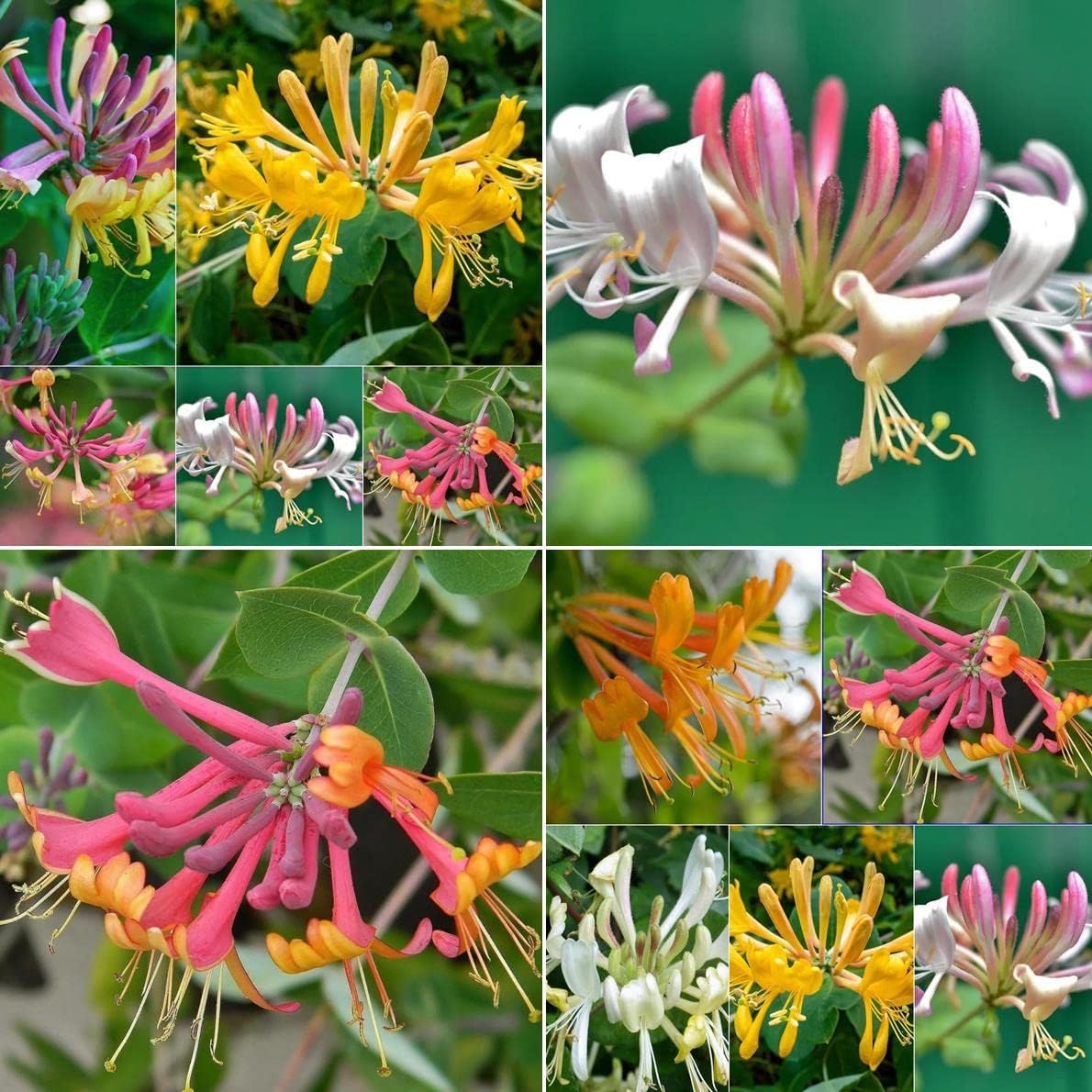Amazon.com : 500+ Honeysuckle Flower Seeds for Planting Mixed Colors ...