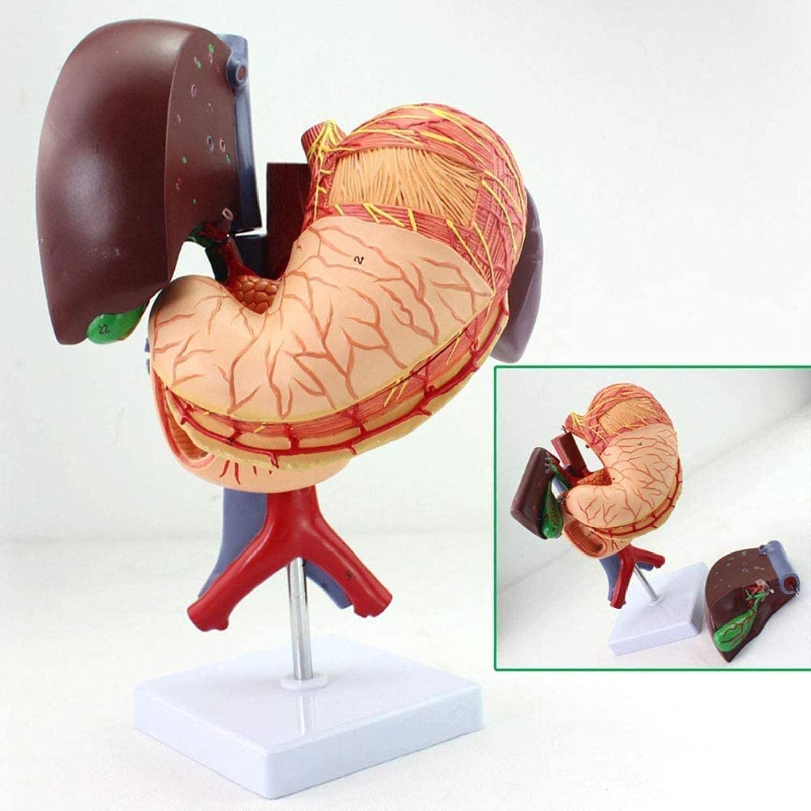 Ivqapp Education Liver Grandeur Nature Medicine Human Stomach Liver ...