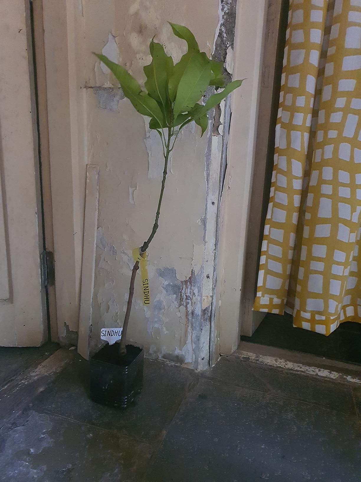 IXORA Nurjahan Noor Jahan Variety Grafted Mango Aam Fruit Live Plant ...