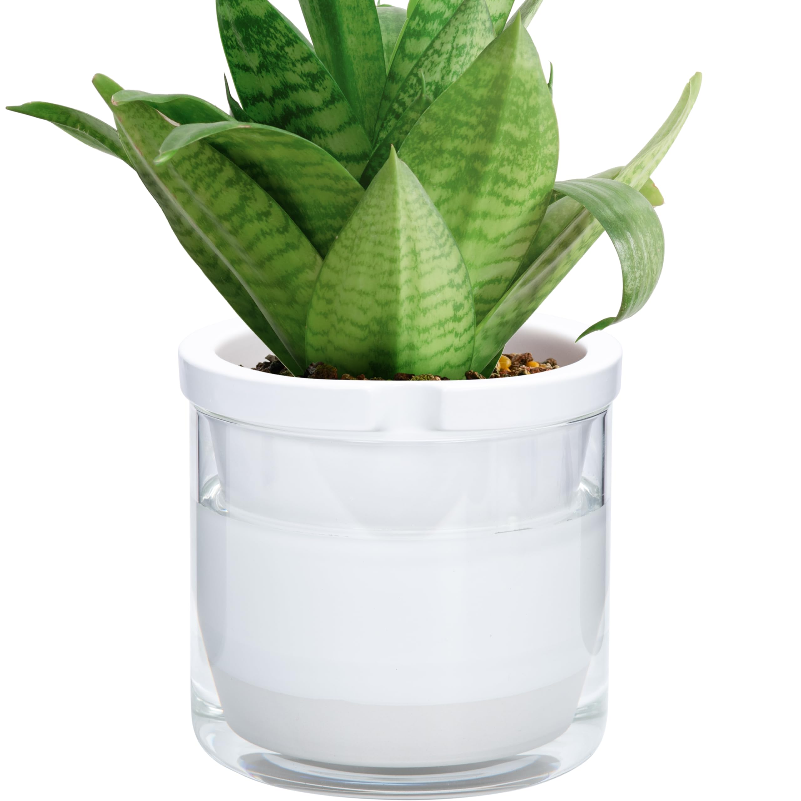 Amazon.com: D'vine Dev 8 Inch Design Self Watering Planter for Indoor ...