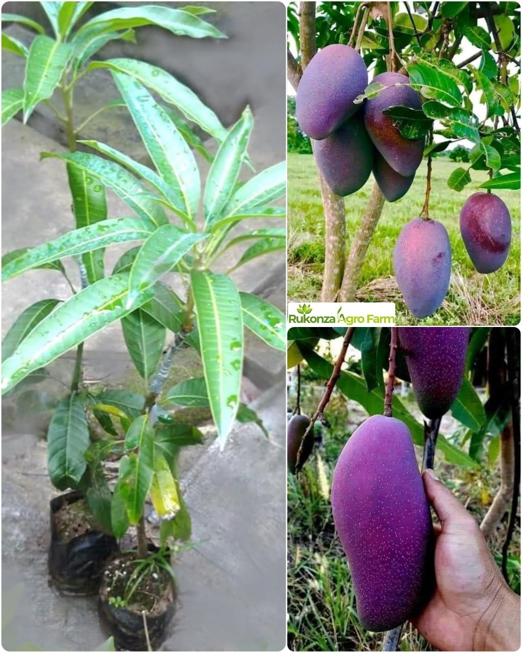 Rukonza Purple Miyazaki Mango Plant Original - Combo of 2 Grafted Tree ...