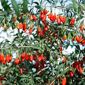 Amazon.com : 2 Red Goji Berry Plants Live 5 to 8 Inc Tall, Sweet Berry ...