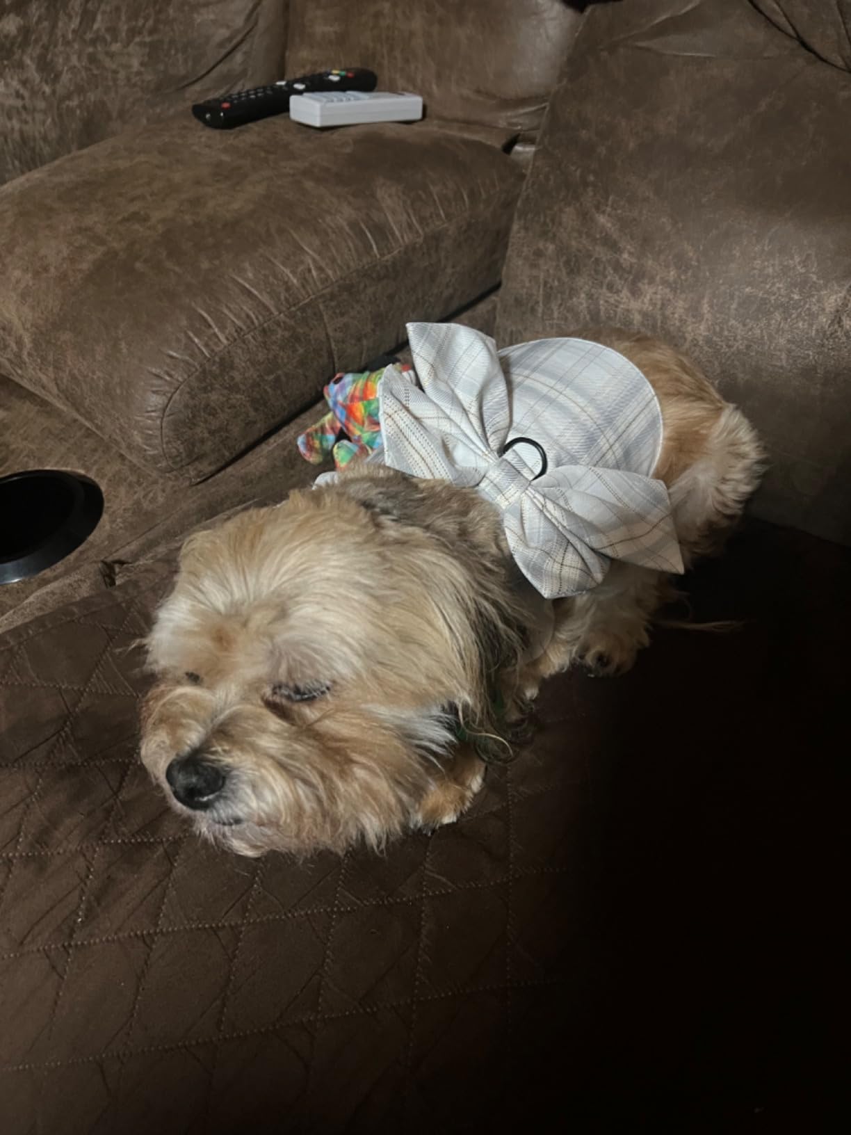 Pet Supplies : MESHEEN Dog Harness and Leash Set for Small Dogs and ...