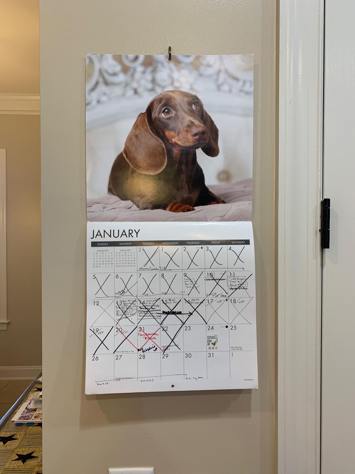 Just Mini Dachshunds 2020 Wall Calendar (Dog Breed Calendar): Willow ...