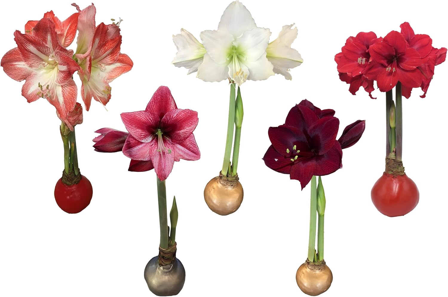 Amazon.com : Daylily Nursery Waxed Amaryllis Bulb Holiday 5 Pack-Five ...