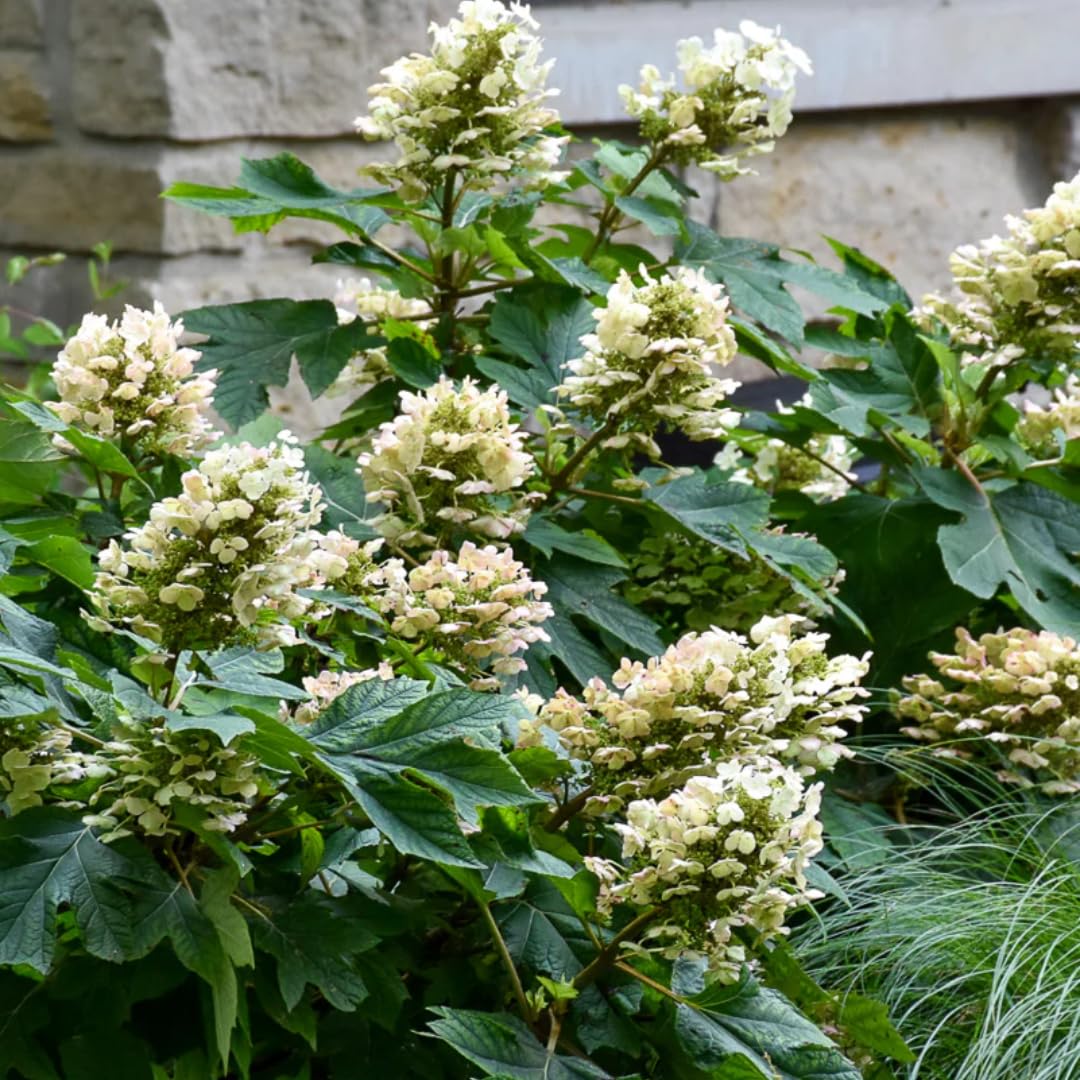 Amazon.com : White Oakleaf Hydrangea Tree, Hydrangea Bush, Hydrangea ...