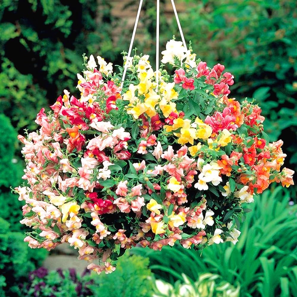 Welldales 100 Mixed Dwarf Snapdragon Seeds UK Mini Antirrhinum Tom ...