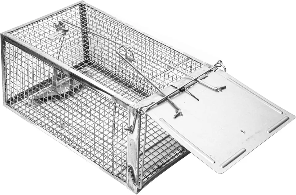 Creating An Effective Lizard Trap: A Step-By-Step Guide | PetShun