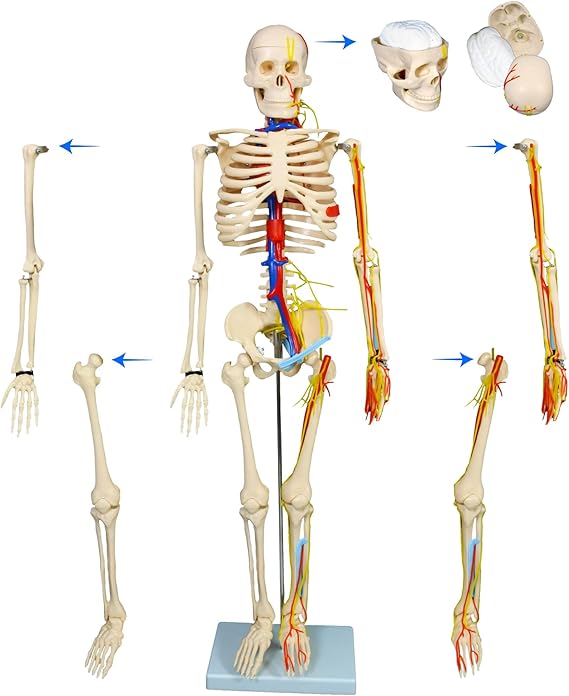 Bergmann Mini Human Skeleton Model - 85cm Tall Skeleton with Nerves ...
