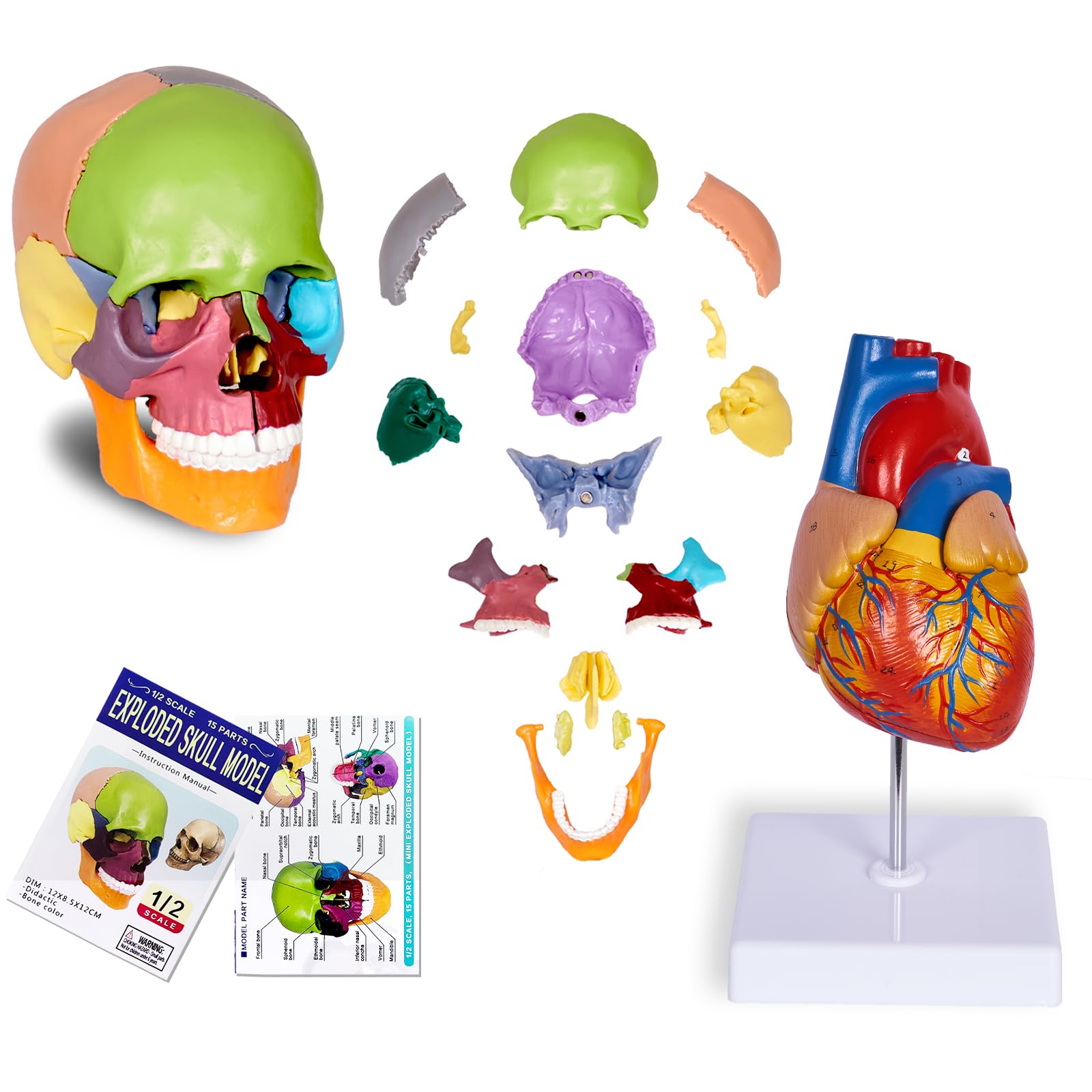 Skull For Anatomy Evotech Mini Human Skull STF9 Model, Didactic 15 ...