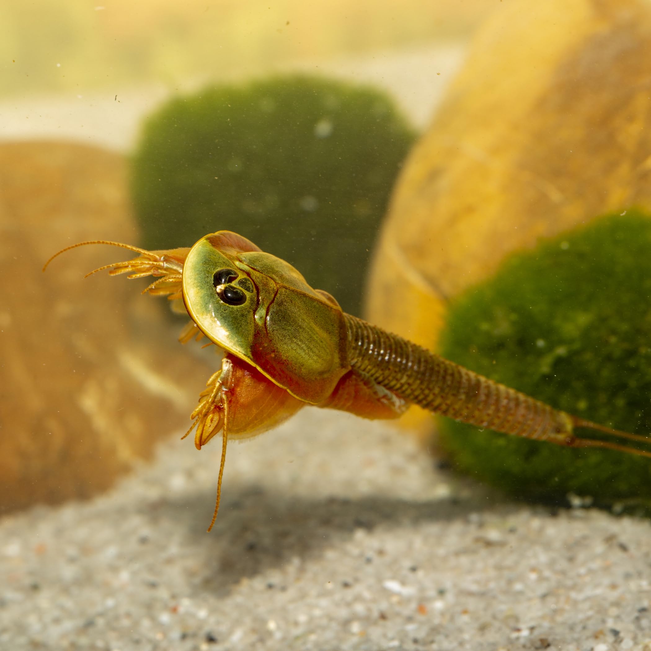 Triops Fish Breeding & Raising Triops Fish Care