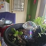 Amazon.com: LEDERA Plant Watering Globes Top Fill, Clear Glass Self Watering Planter Insert Top ...