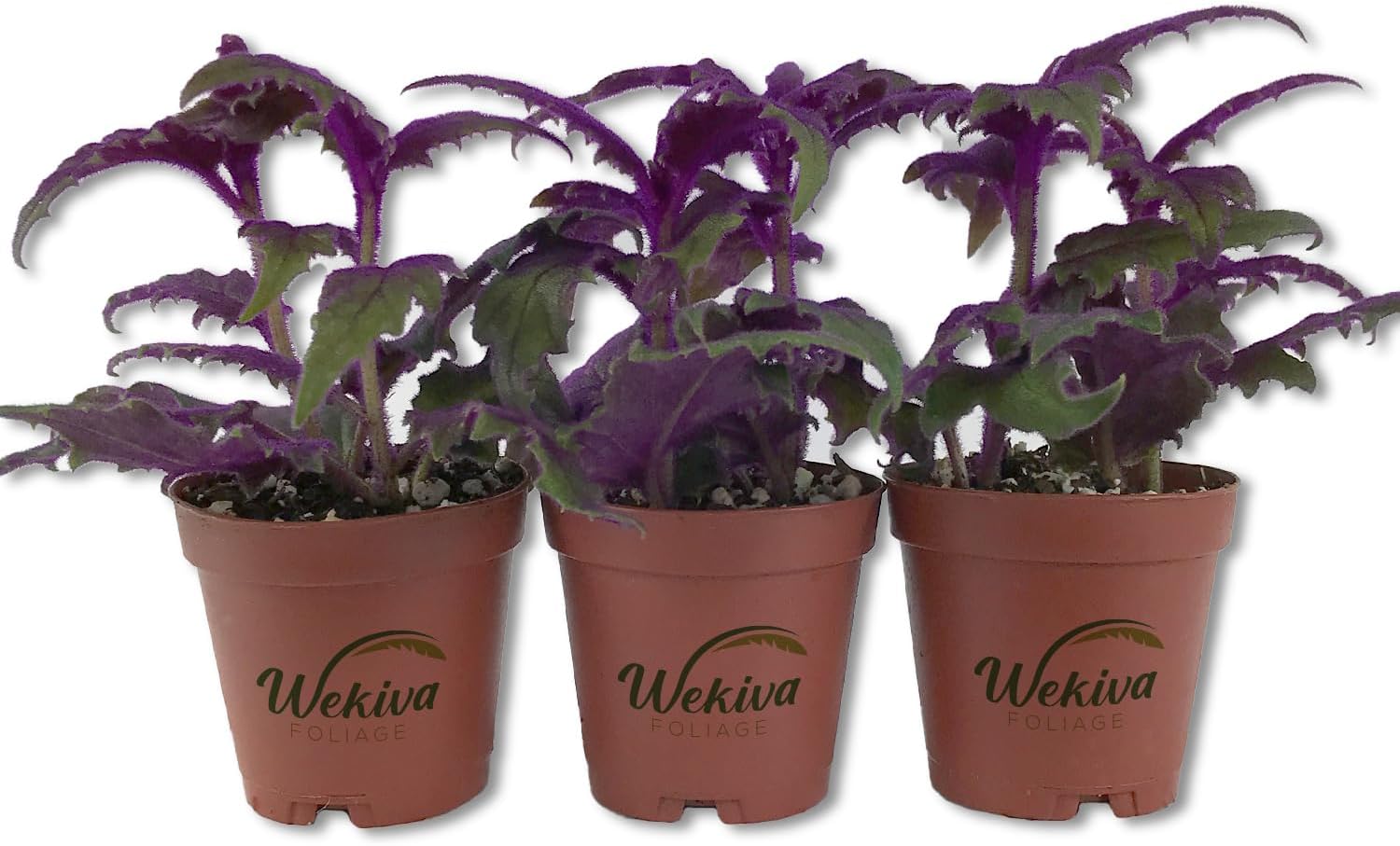 Amazon.com : 2 Purple Passion Plants Live, Gynura Aurantiaca Purple ...