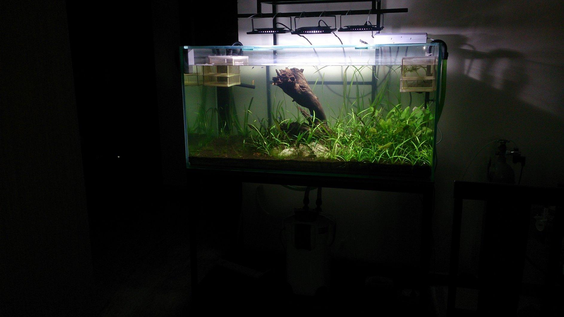 FishScience Tropical Fish Micro Granules 45gms : Amazon.in: Pet Supplies