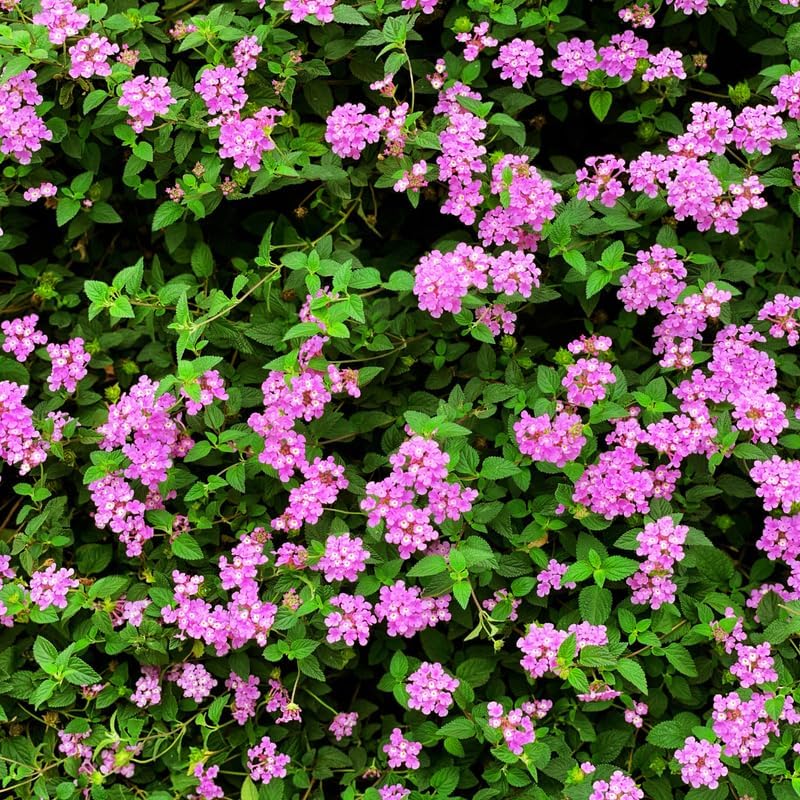 Amazon.com : 2 Lantana Plants Live, Lantana Live Plants for Planting ...