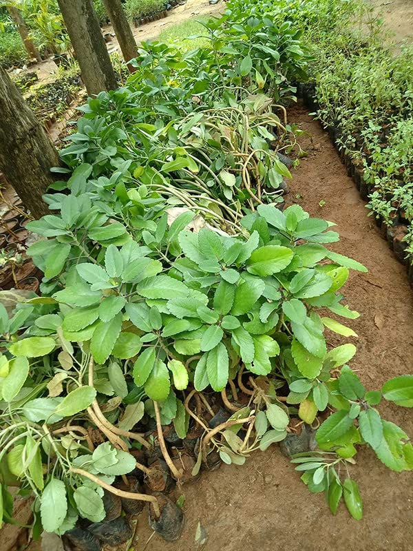 Royal Gardens Bryophyllum pinnatum, kidney stone plant, Patharchatta ...