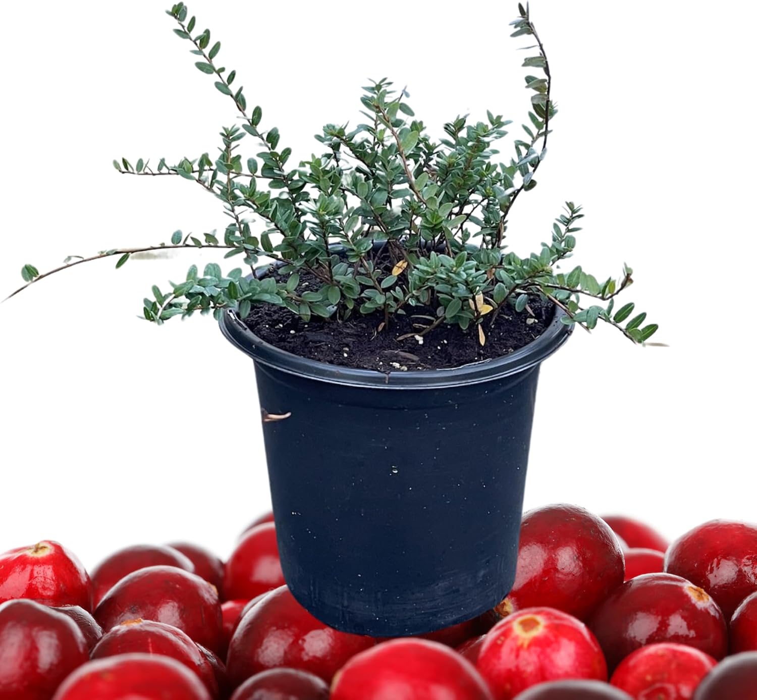 Amazon.com : Cranberry Plant 'Pilgrim' - 2.5 Quart Container - Prized ...