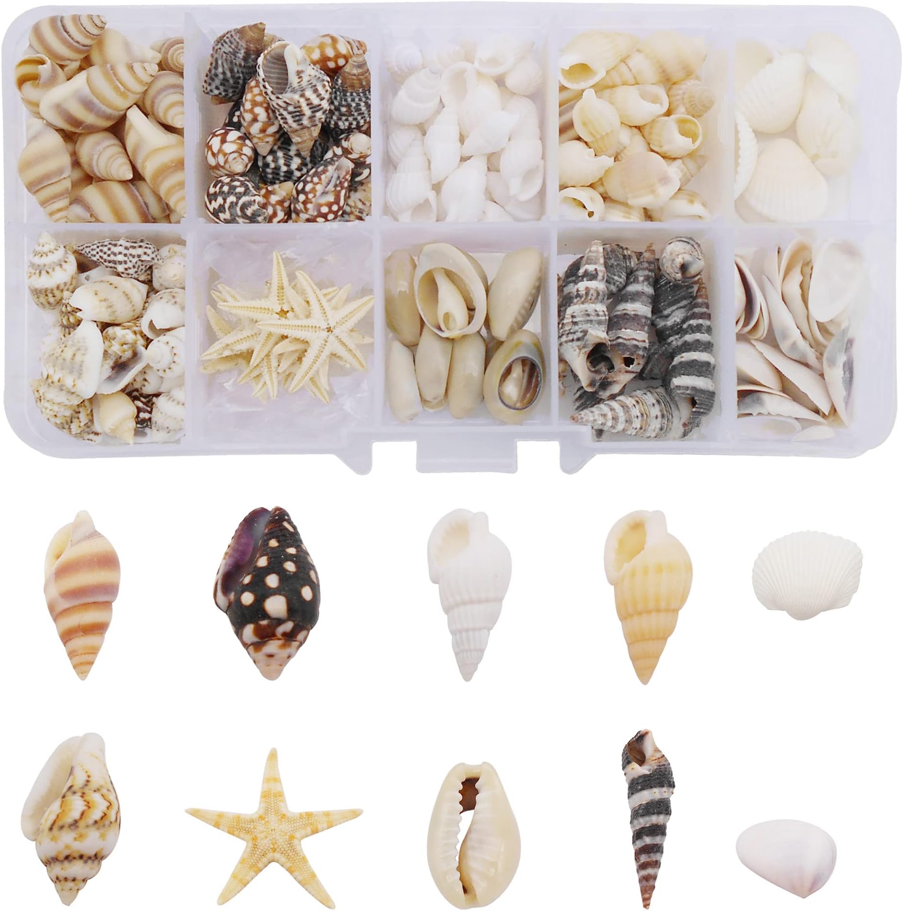 Sea Shells 0.6'-1'' White Small Sea Shells, Shells for Crafts, Crafts ...