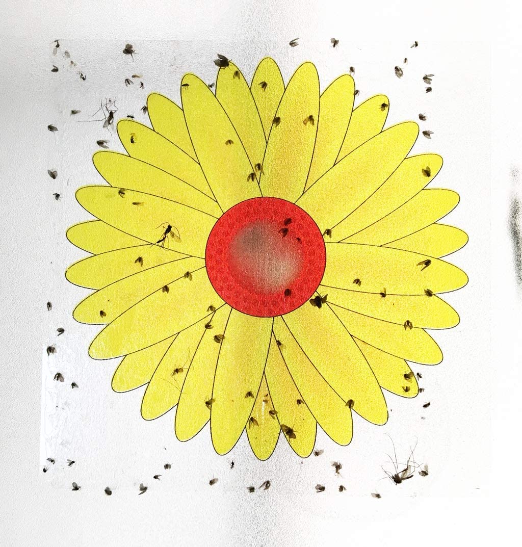 6pk Window Stickers Sunflower Flies Attractor Eliminator Window Fly ...