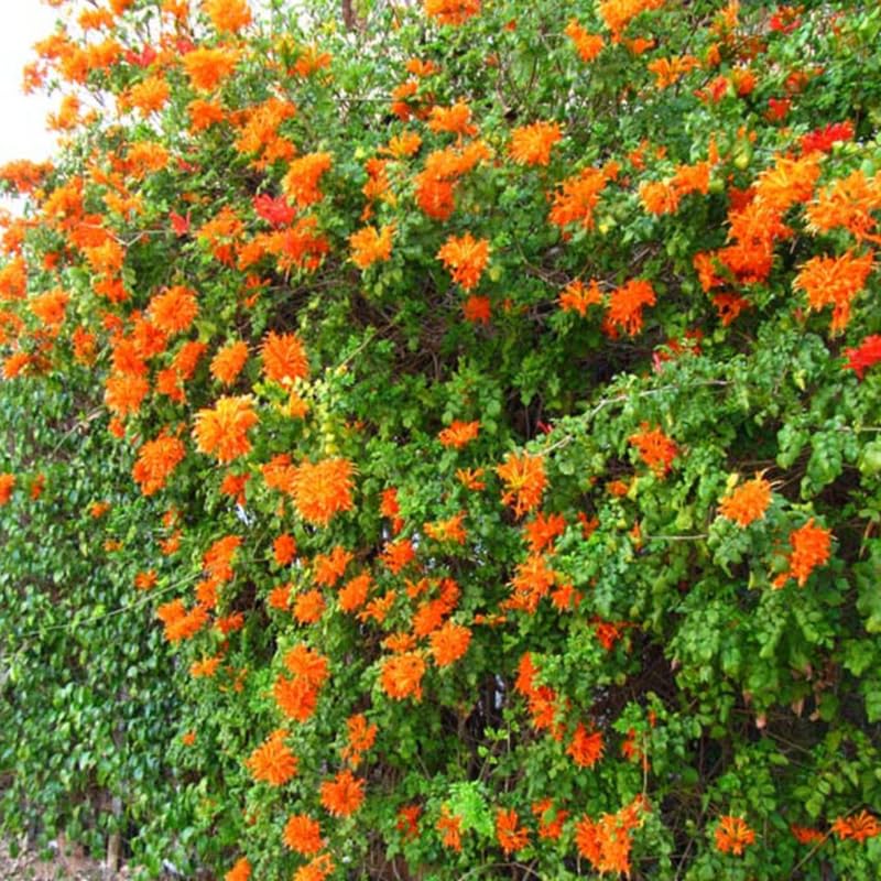 Orange Honeysuckle Tree Diervilla Kodiak® Orange | Jackson & Perkins