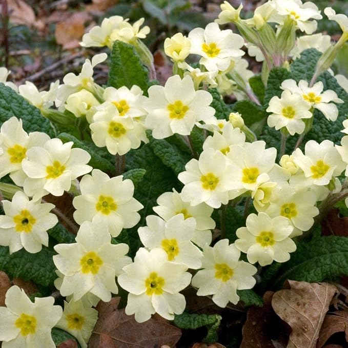 Primula vulgaris - Common Primrose - Plant in 10.5 cm Pot : Amazon.co ...