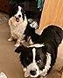 Training Your Dog the Weatherwax Way: The Complete Guide to Selecting ...