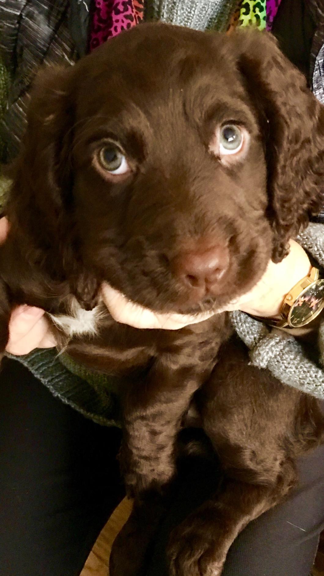 Brown Cocker Sprocker Spaniel Puppy Dog Funny Fridge Magnet Gift ...