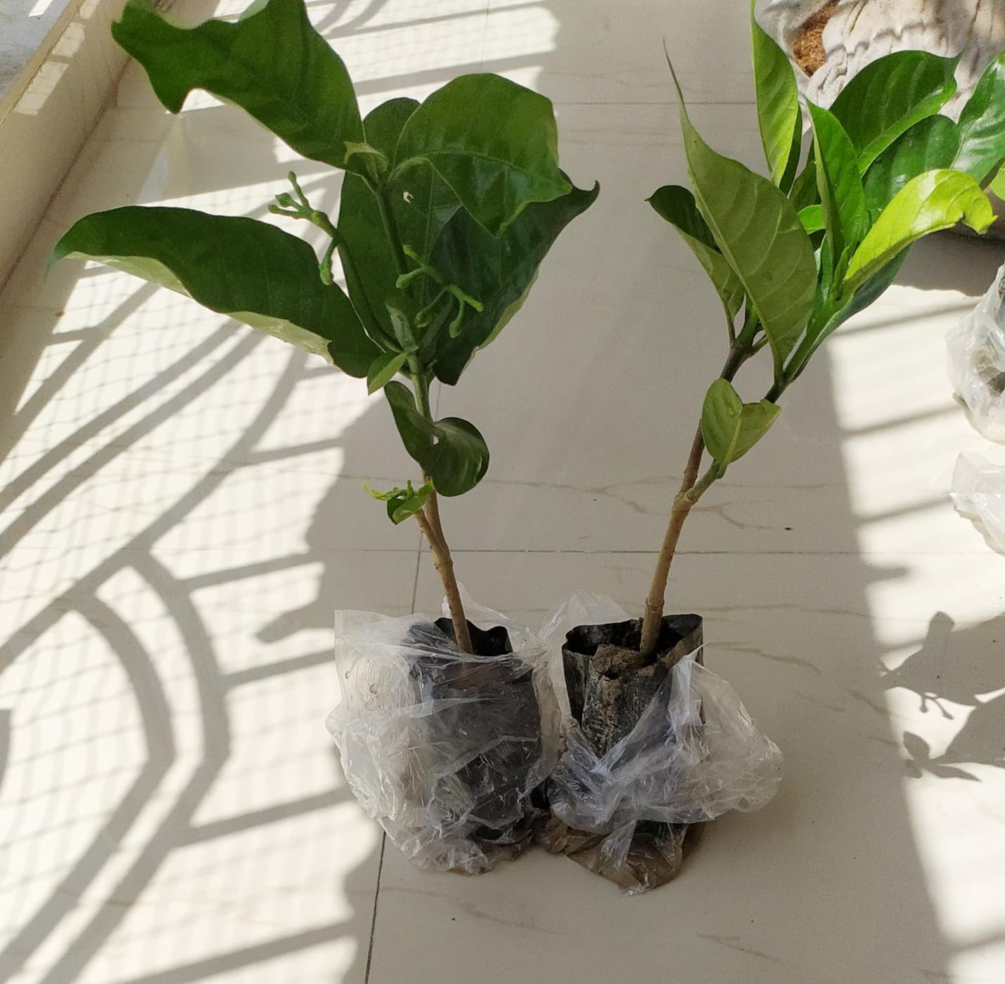 2 WHITE JASMINE/TOGOR FLOWER PLANT OUTDOOR GARDEN LIVE ORGANIC GRAFTED ...