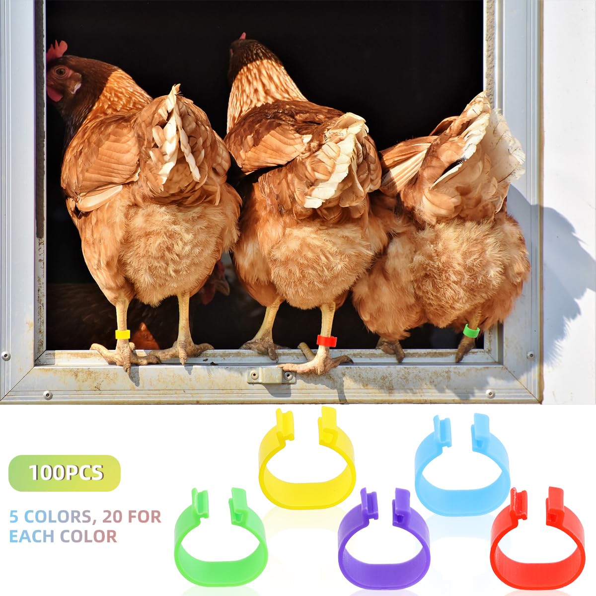 Snapklik.com : 100 PCS Chicken Identification Band 5Color Chicken Leg ...