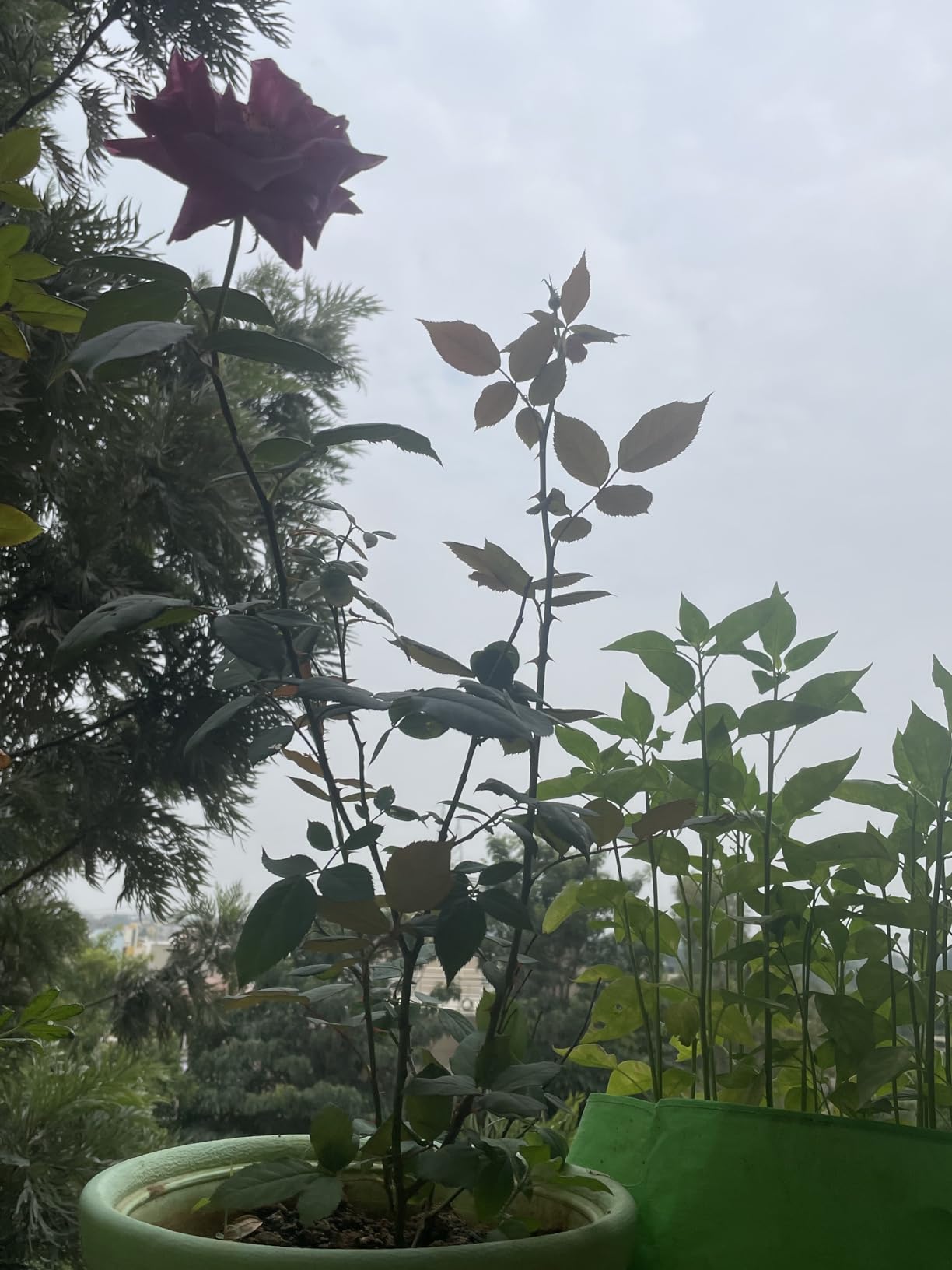 Green view Dasi rose Dark Red Indian desi Gulab Grafted hybrid - 1 ...