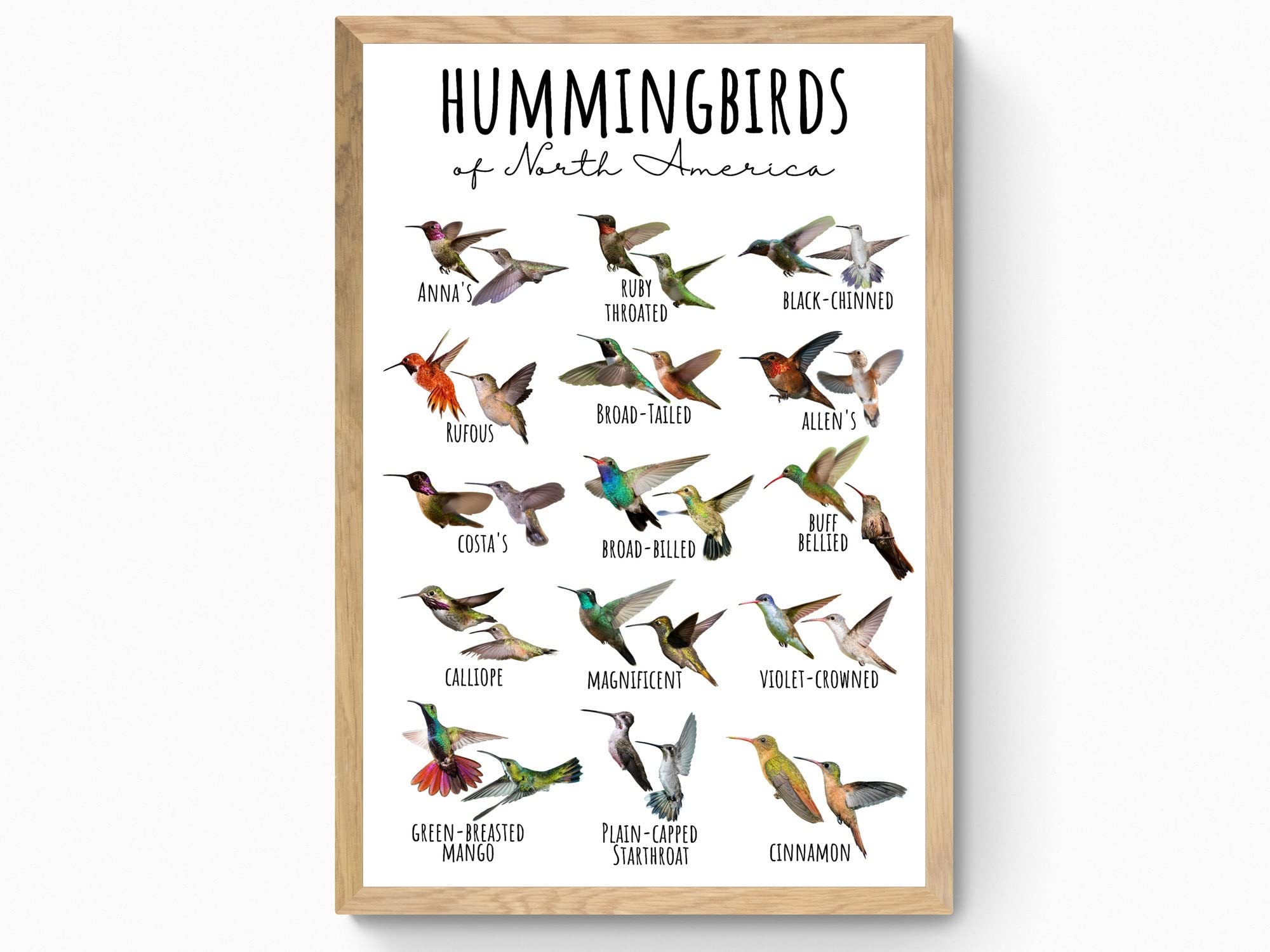 Amazon.com: Retro Metal Tin Sign 8 X 12 Inches Hummingbirds of North ...