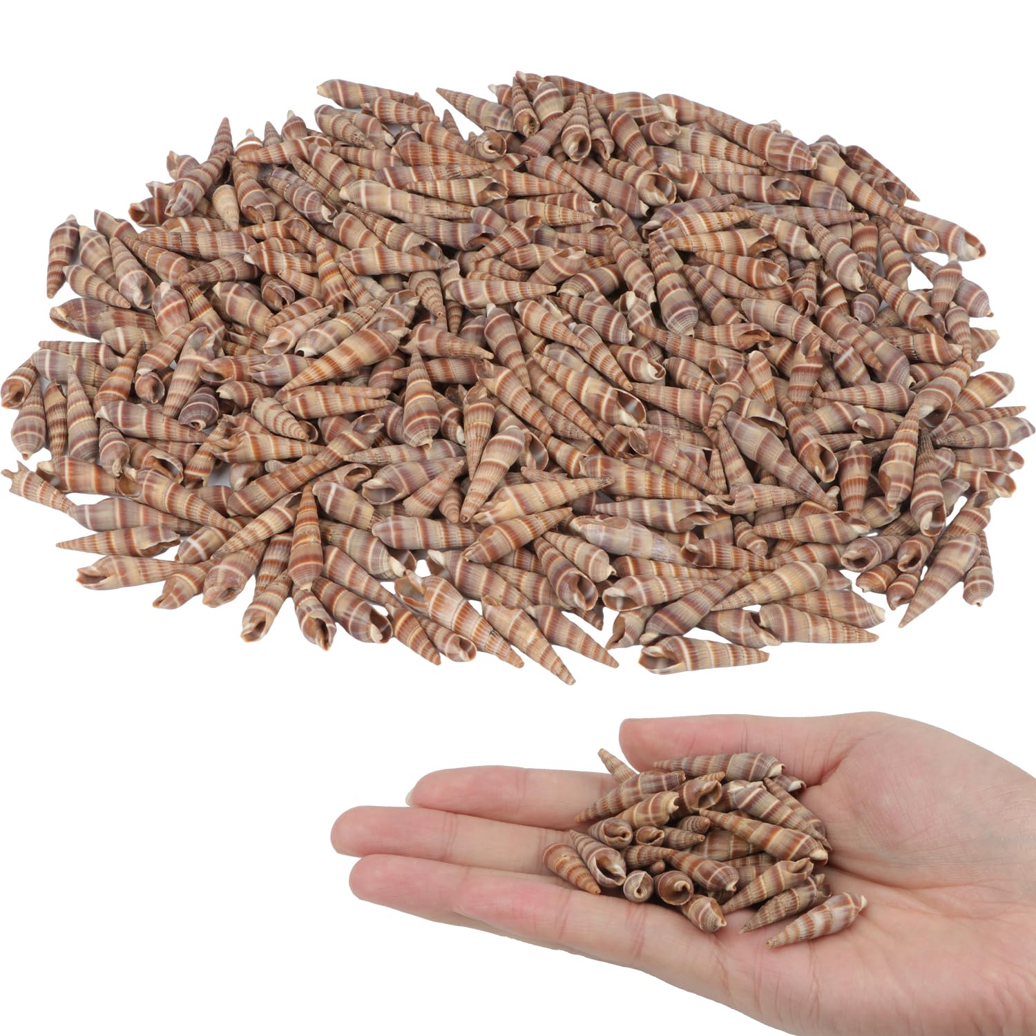 Amazon.com: TaoQ C 400 PCS Mini Sea Shells Natural Small Seashells, 0.6 ...