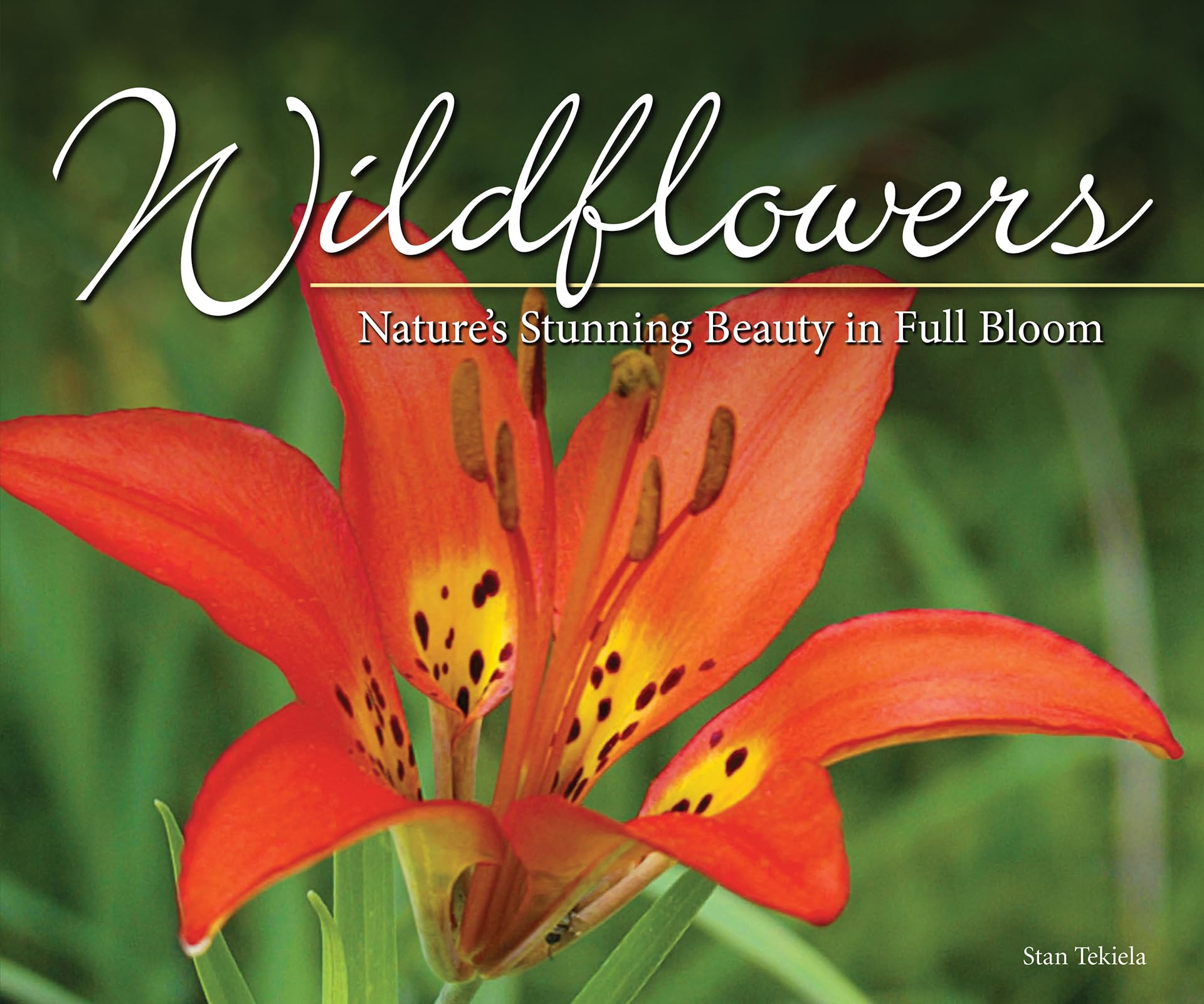 Amazon.com: Wildflowers: Nature's Stunning Beauty on Display (Nature ...