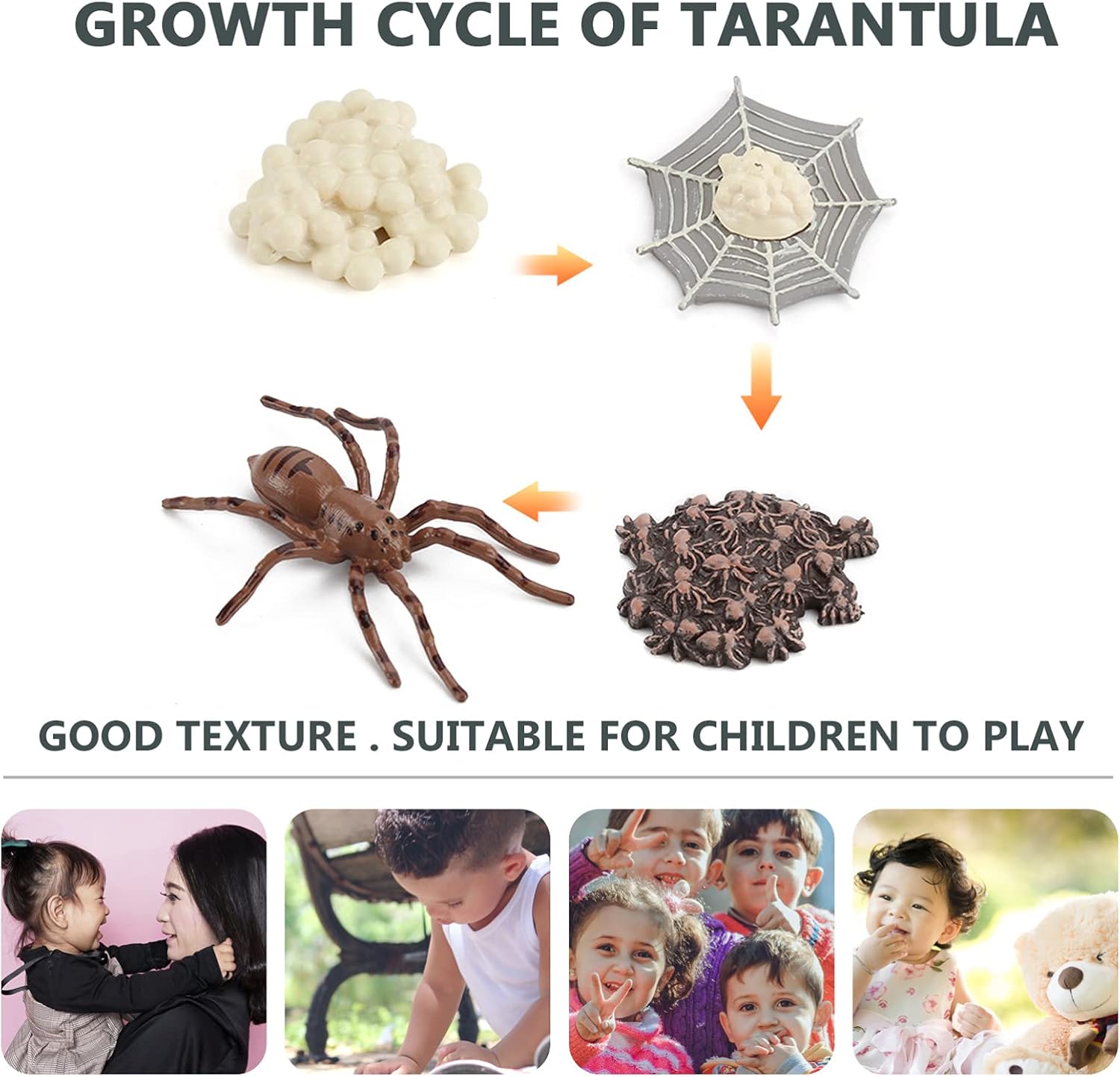NUOBESTY Life Cycle of a Spider Eggs to Spider Growth Cycle Model Life ...