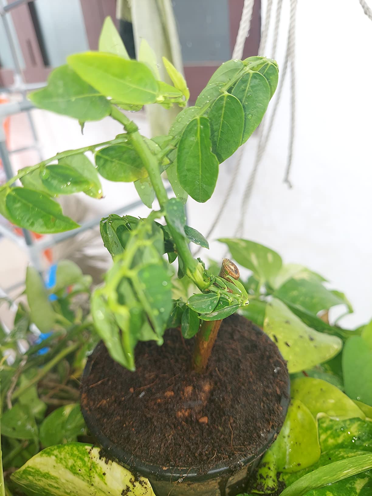 Plantsworld Multivitamin Thavasi Keerai Live Plant (Green) : Amazon.in ...