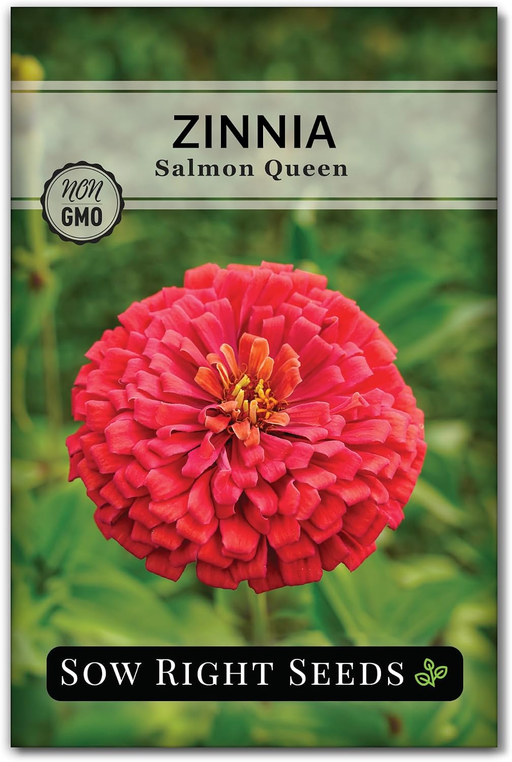 Amazon.com : Sow Right Seeds - Salmon Queen Zinnia Seeds for Planting ...