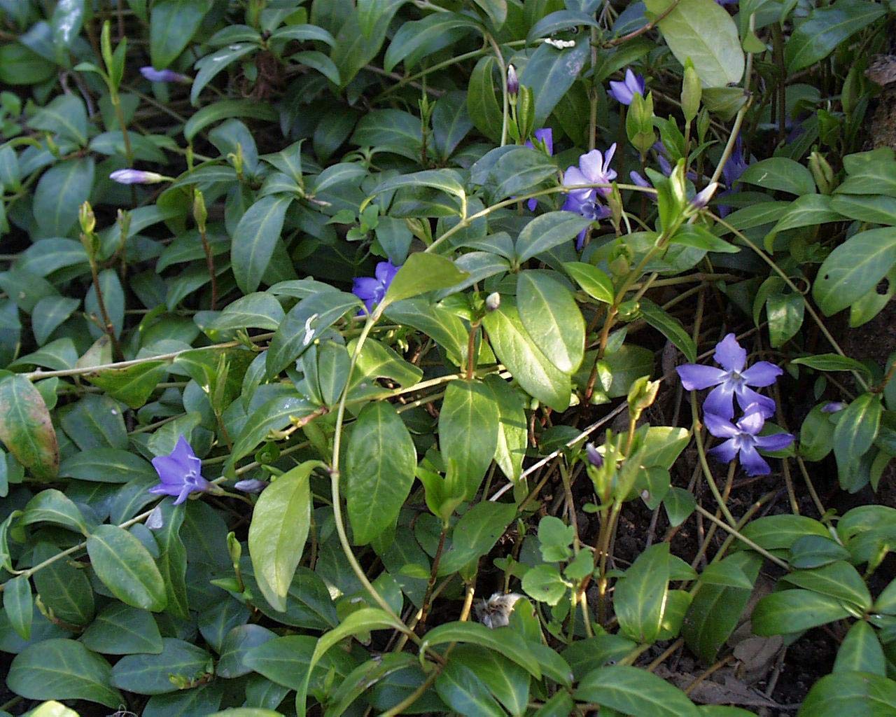 Vinca Ground Cover Plant Growers Australia Vinca Wink White