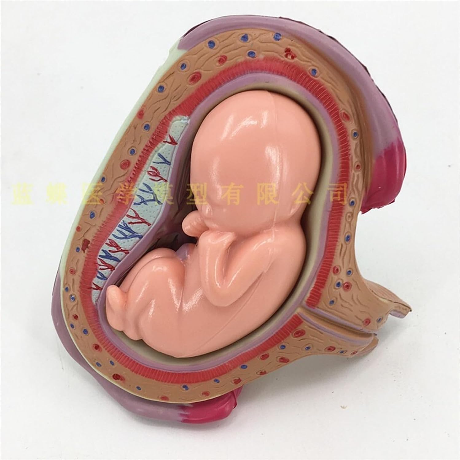 8 Piece Fetal Development Process Model Medical Barbados | Ubuy