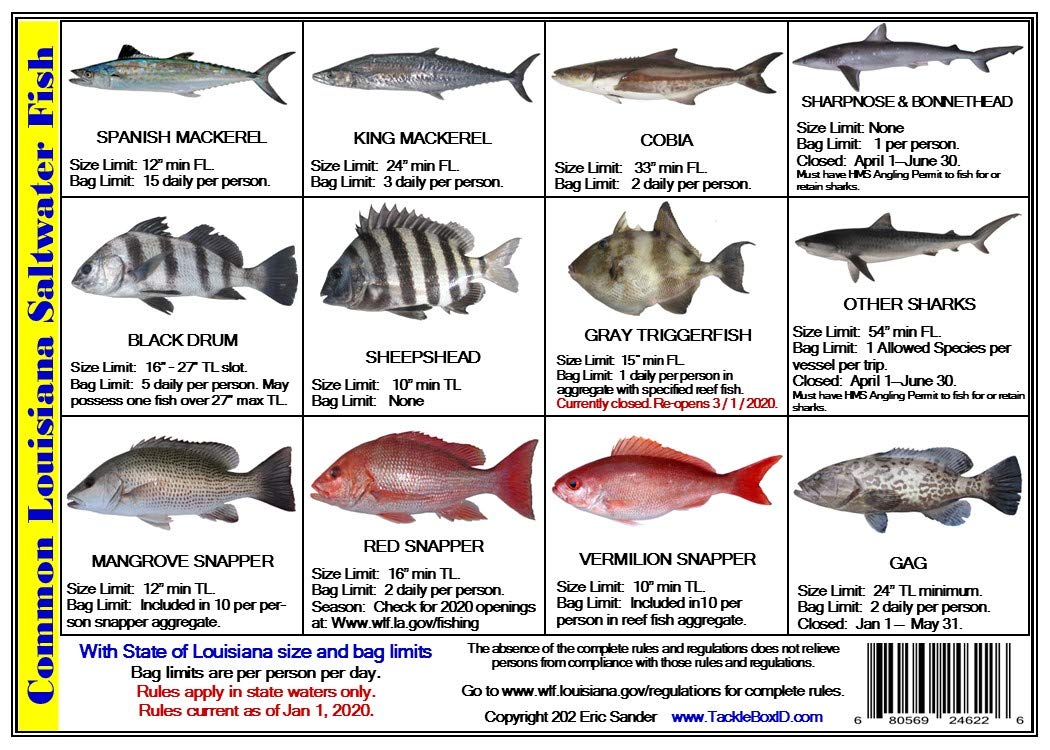 Louisiana Saltwater Fish Identification Card Set - Three Waterproof ...