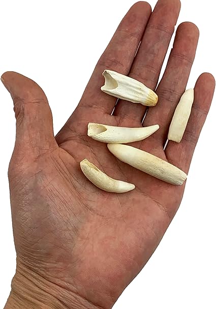 Amazon.com: Heyiwell 5PC Real Alligator Teeth, Genuine Alligator Tooth ...